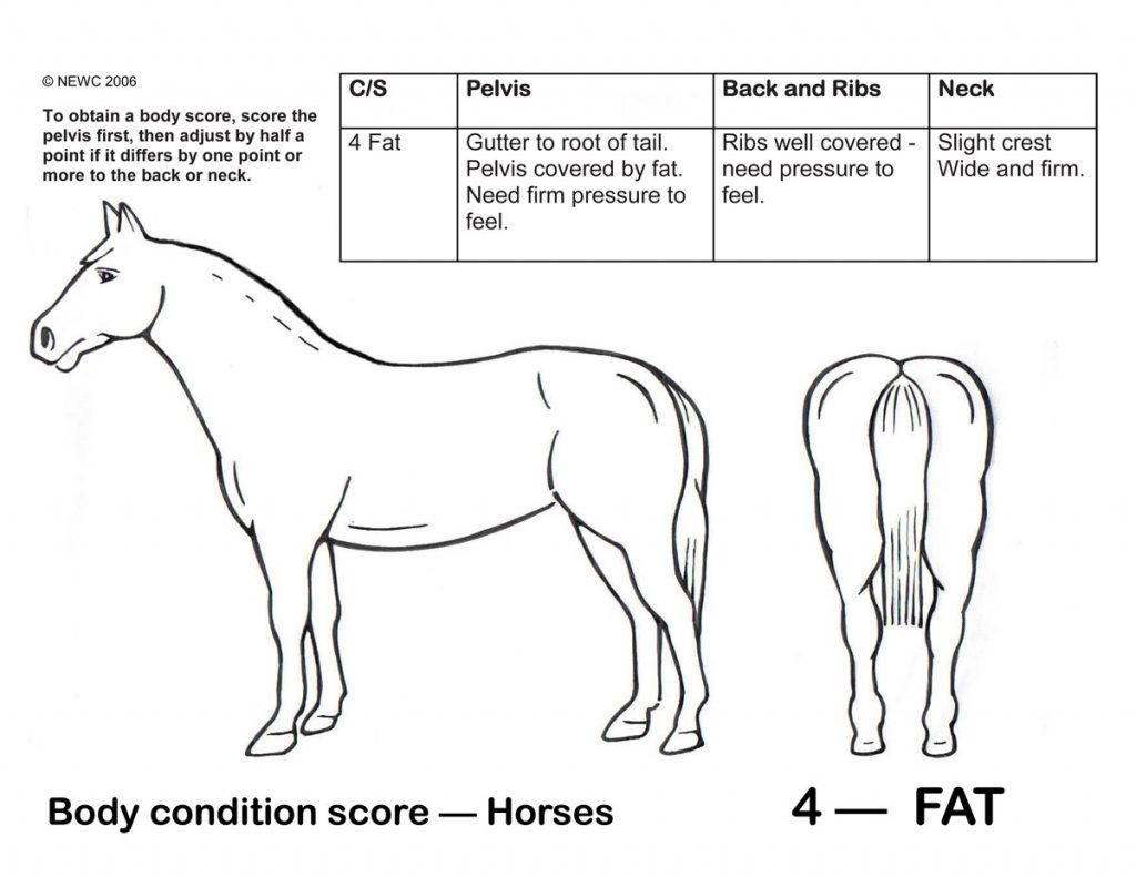 Equine Body Condition Score Chart - HorsePlay.ie