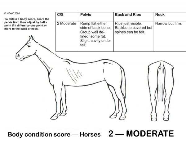 Equine Body Condition Score Chart - HorsePlay.ie